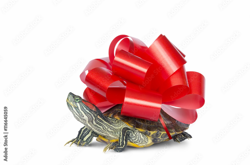 Turtle - a gift. Stock Photo | Adobe Stock