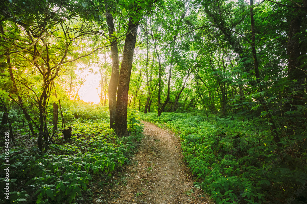 Greenwood Path Going To Sunset Through Growth Of Small-Flowered Stock ...
