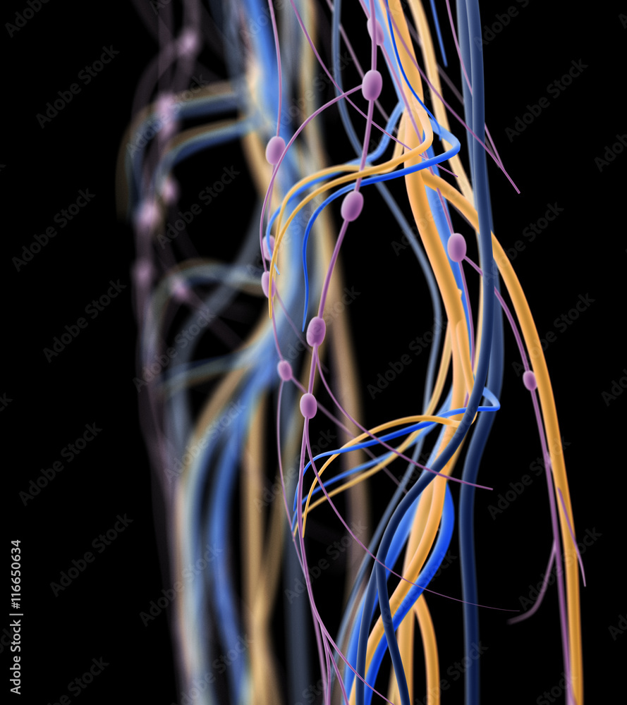Knee arteries and lymphatic system. Human anatomy. 3d illustration ...