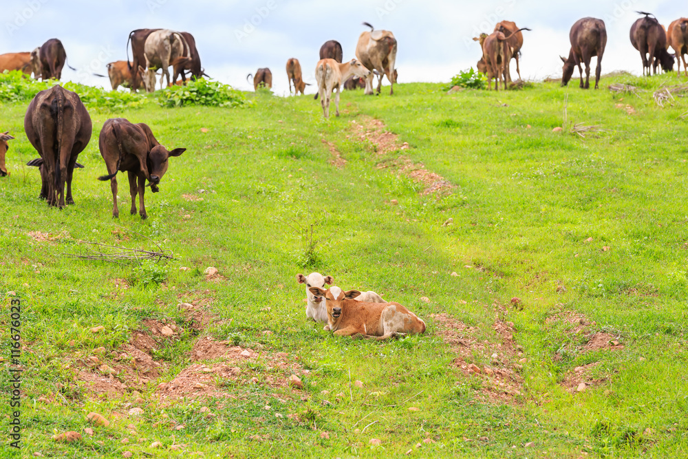 Thai domestic beef cattle Stock Photo | Adobe Stock