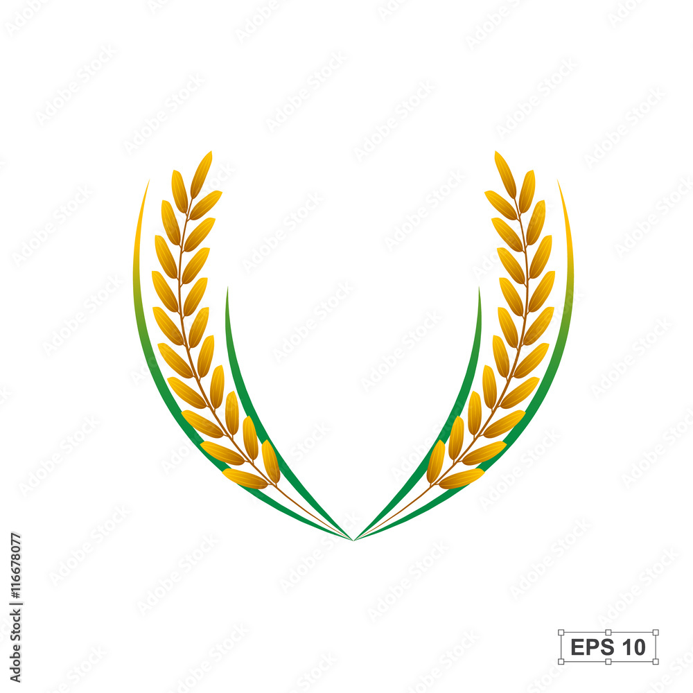 Rice,Vector illustration Stock Vector | Adobe Stock