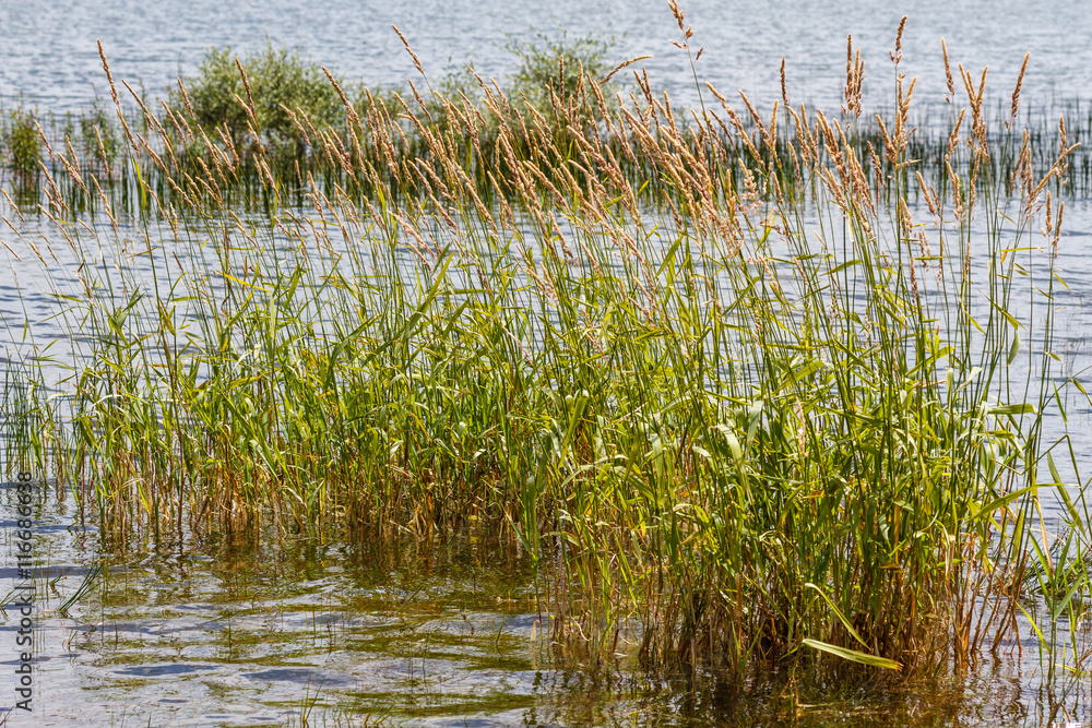 Phragmites australis. Carrizo. foto de Stock | Adobe Stock