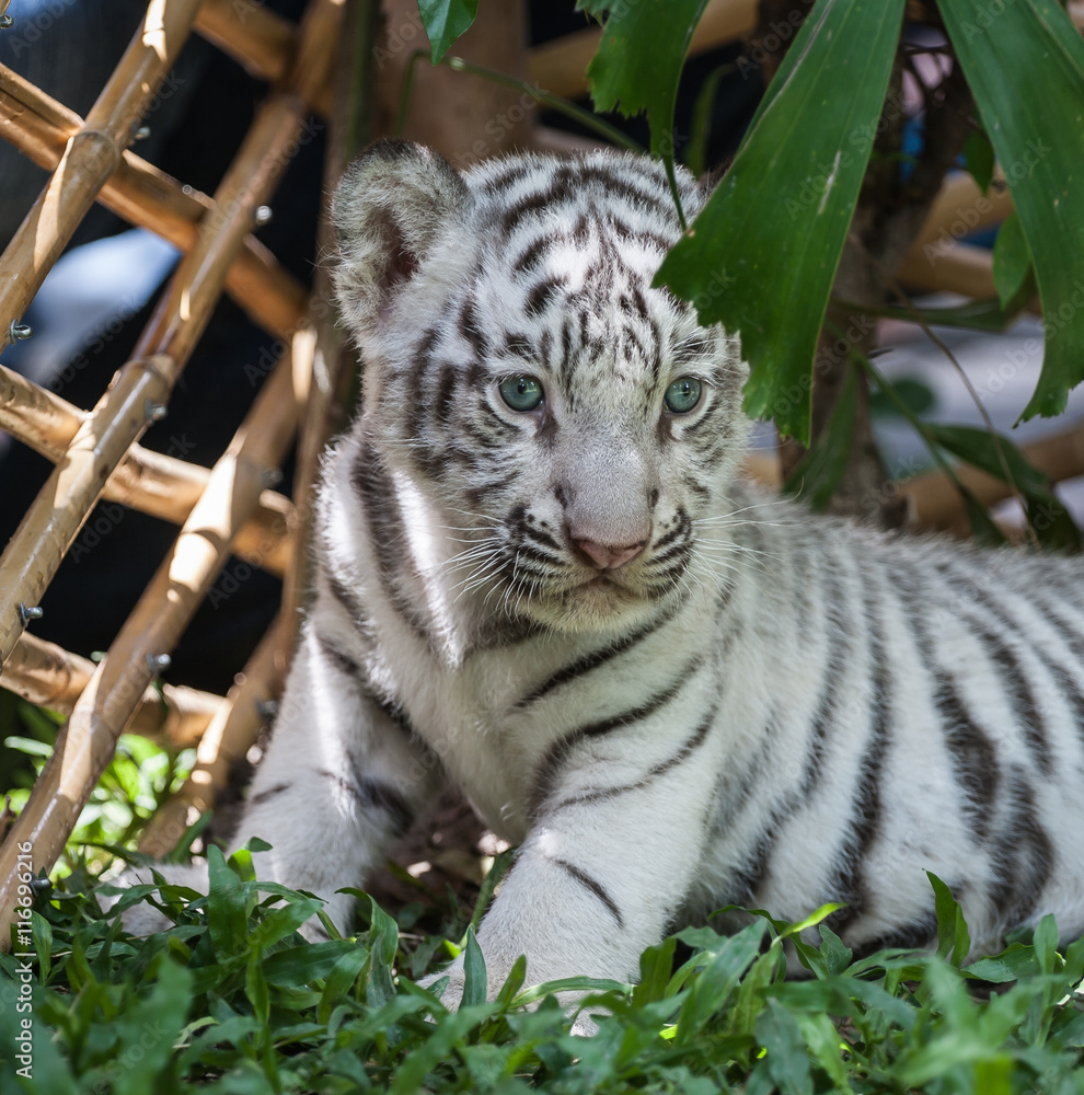 Baby Tiger Close Up