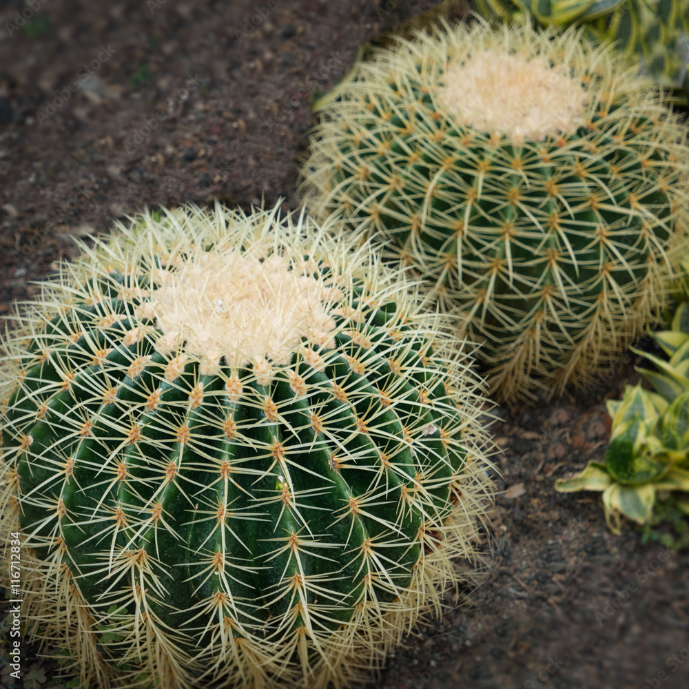 Oreocereus cactus; spiny and beautiful; needle sharp spikes. Stock ...