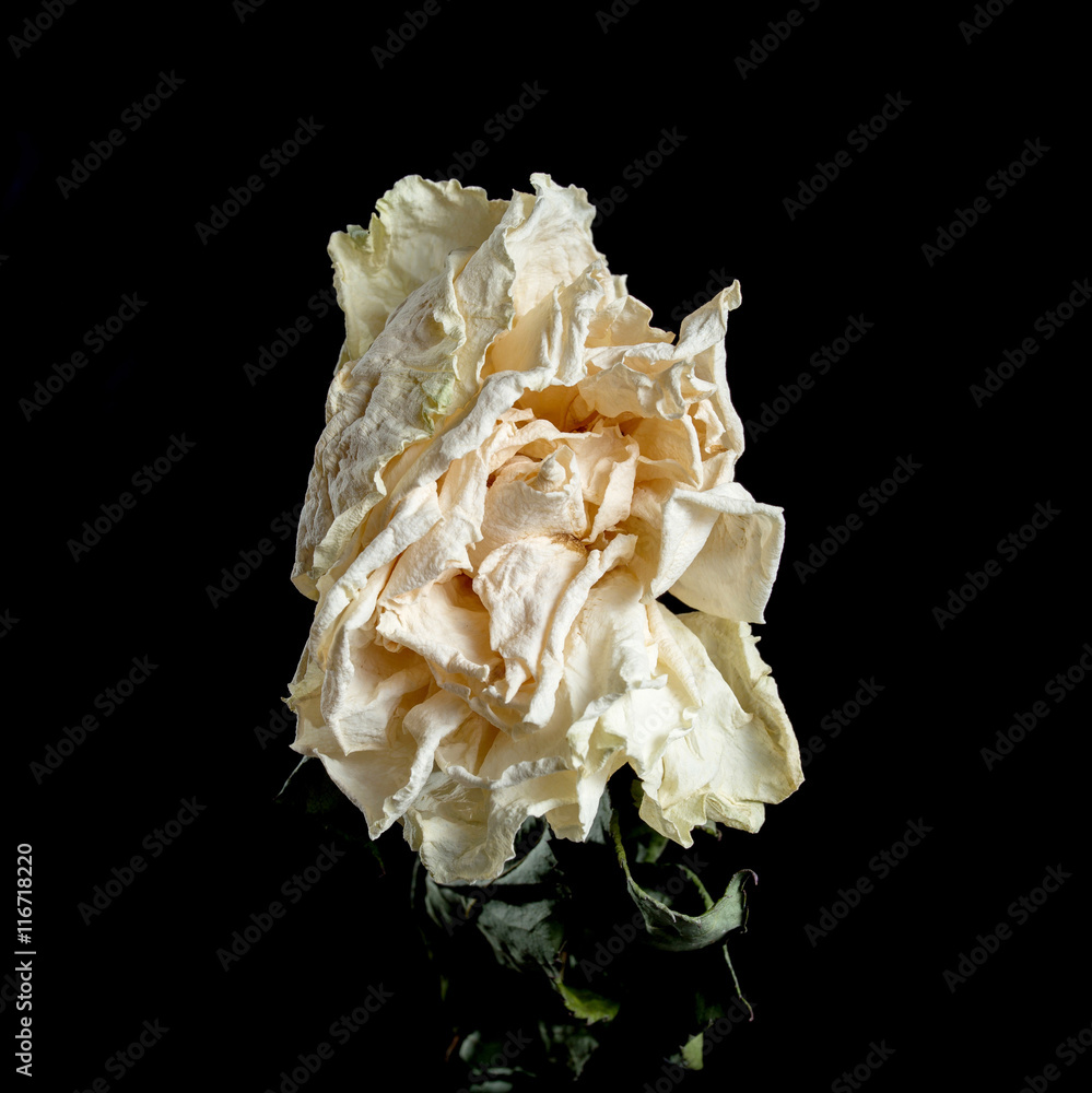 Dried white rose flower on black background. Isolated. For use in ...