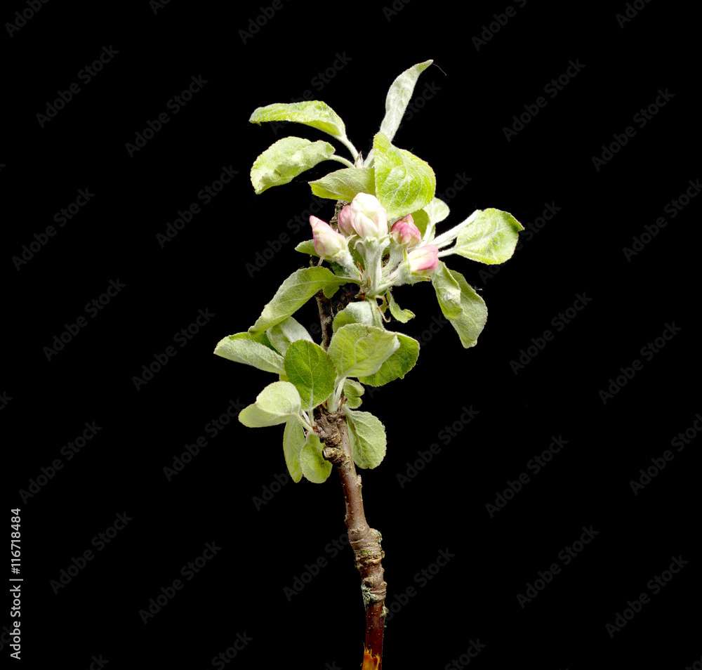 Flower of apple on black background. Isolated. For use in collage or ...