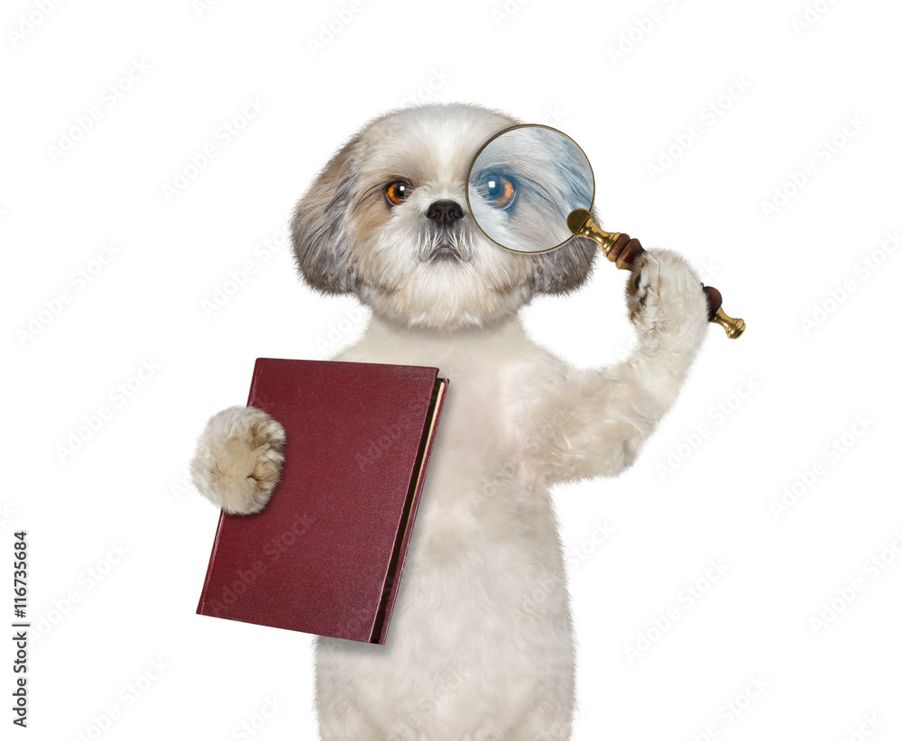 Dog looking through magnifying glass magnifier and going to read Stock ...