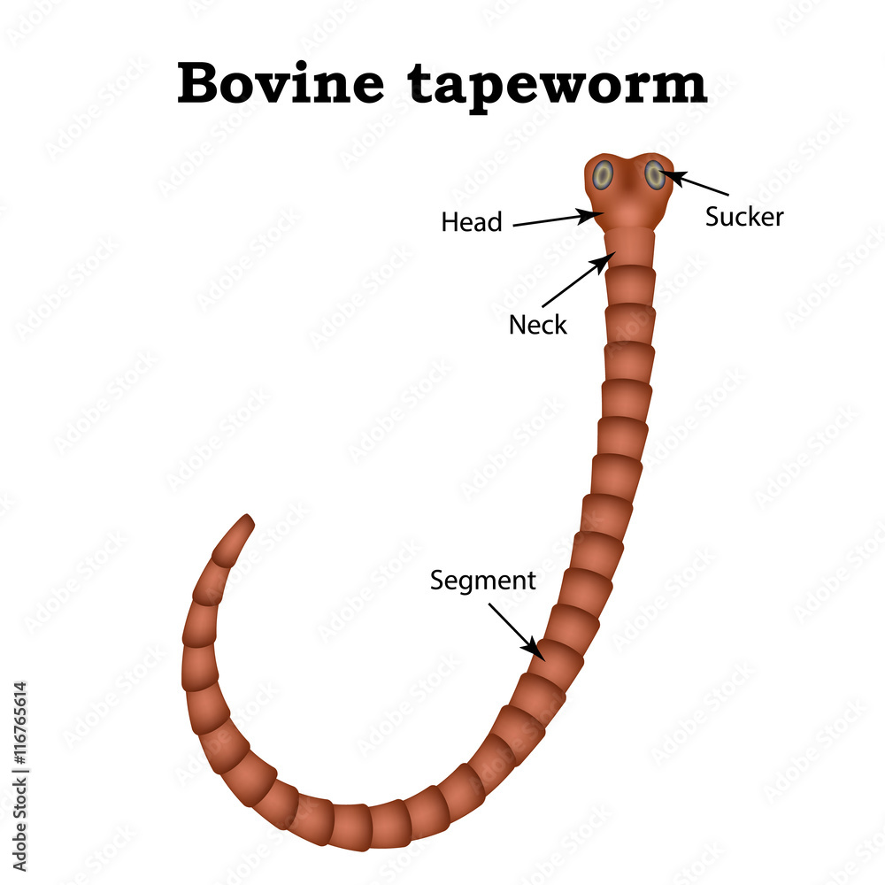 The structure of bovine tapeworm. Vector illustration on isolated ...