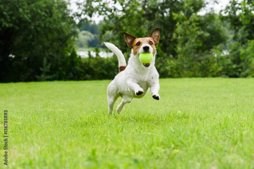 Dog running with tennis ball in mouth on camera Stock Photo | Adobe Stock