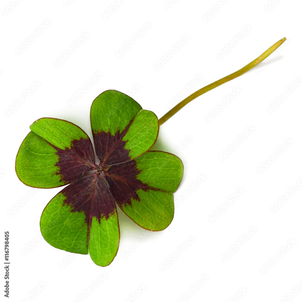 Four leaf clover on isolated on white background Stock Photo | Adobe Stock