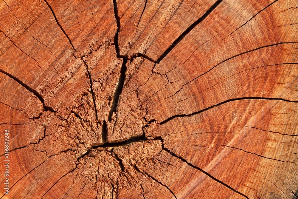 Wood circle texture slice background. Tree rings. Stock Photo | Adobe Stock