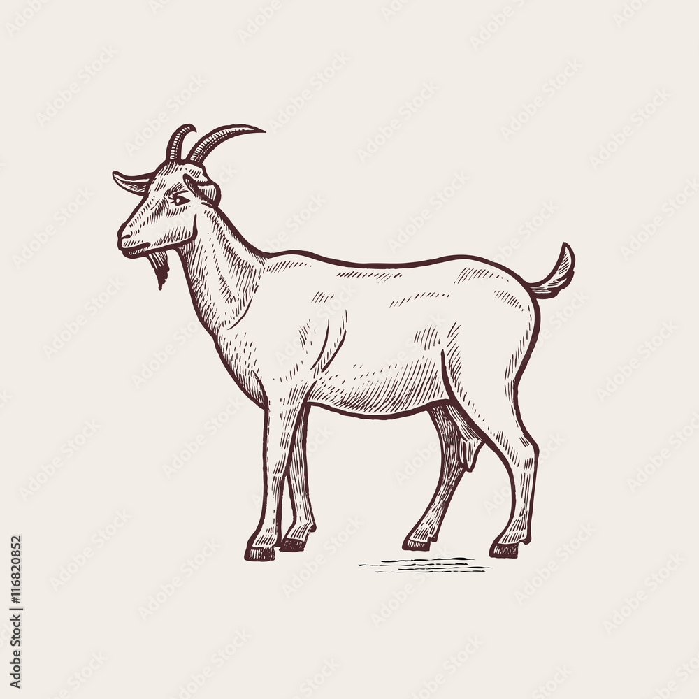Illustration farm animals - goat Stock Vector | Adobe Stock