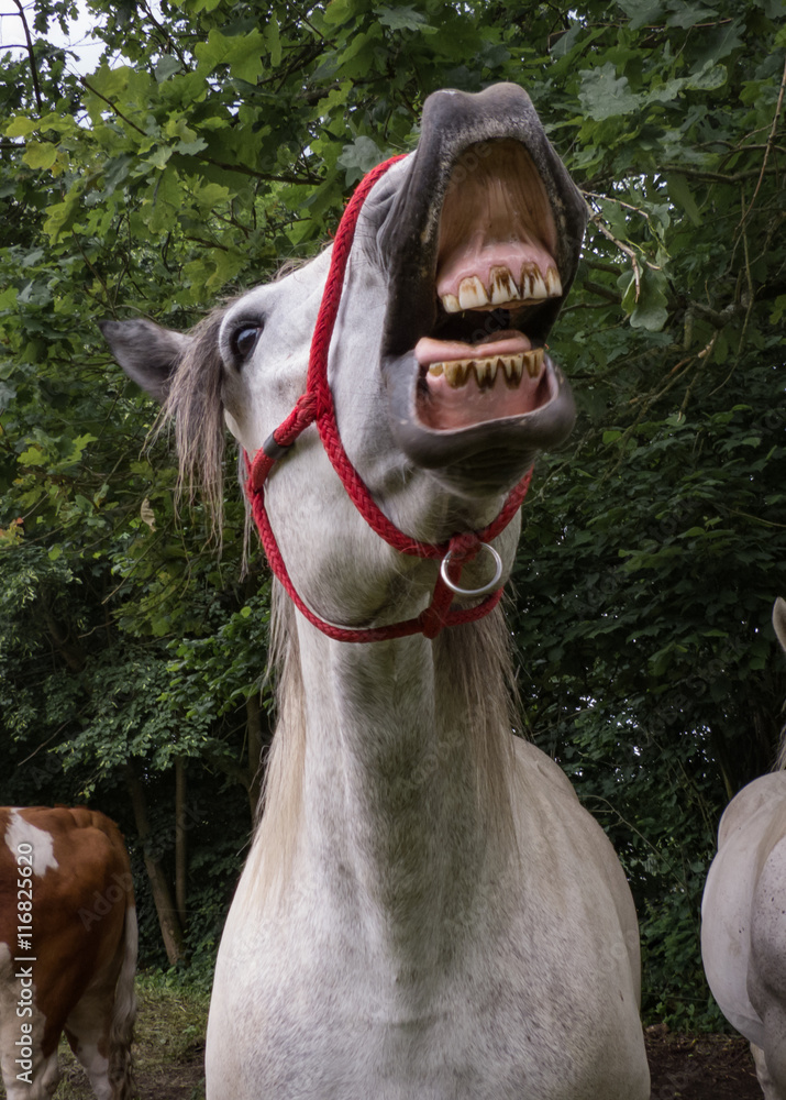 lustiges Pferd wiehert - witziges Porträt / funny horse Stock-Foto ...