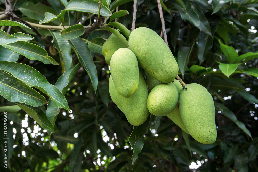 Cluster of raw mangoes on a mango tree.Mango tree Stock Photo | Adobe Stock