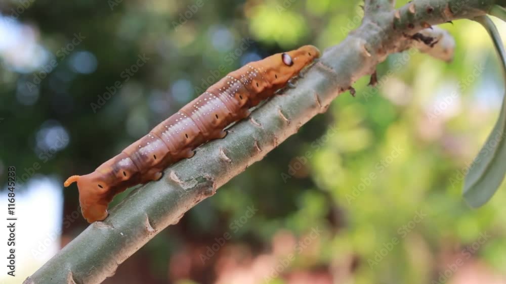 Moths are in the insect Order Lepidoptera, and share this Order with ...