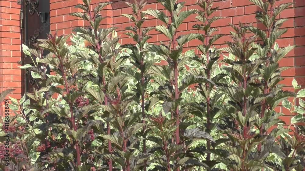 Vidéo Stock Cornus alba and the cornus sanguinea in landscape design ...