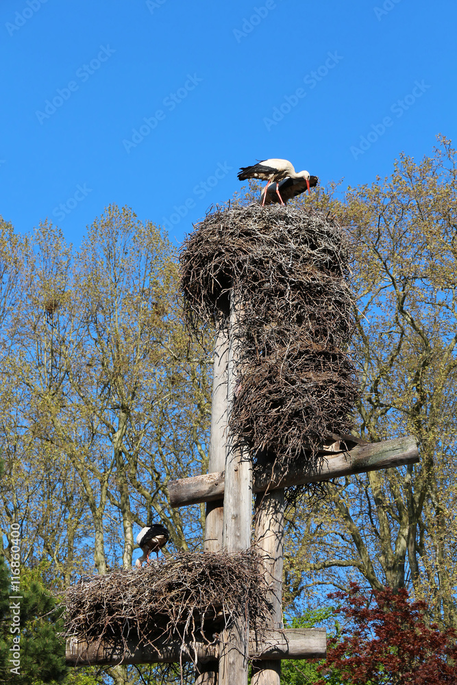 Stork nest in Orangerie Park in Strasbourg - Alsace - France Photos ...