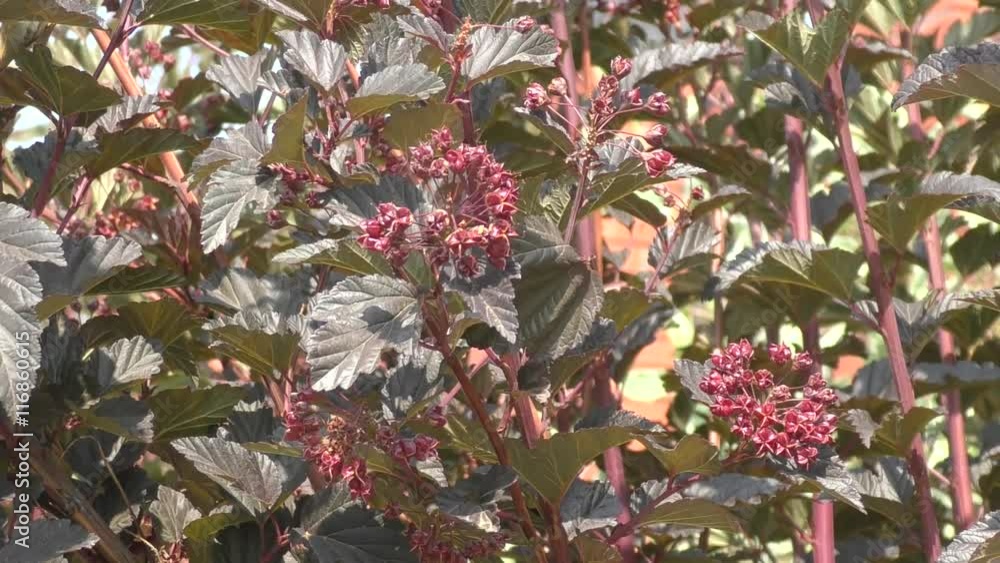 Cornus alba and the cornus sanguinea in landscape design Stock Video ...