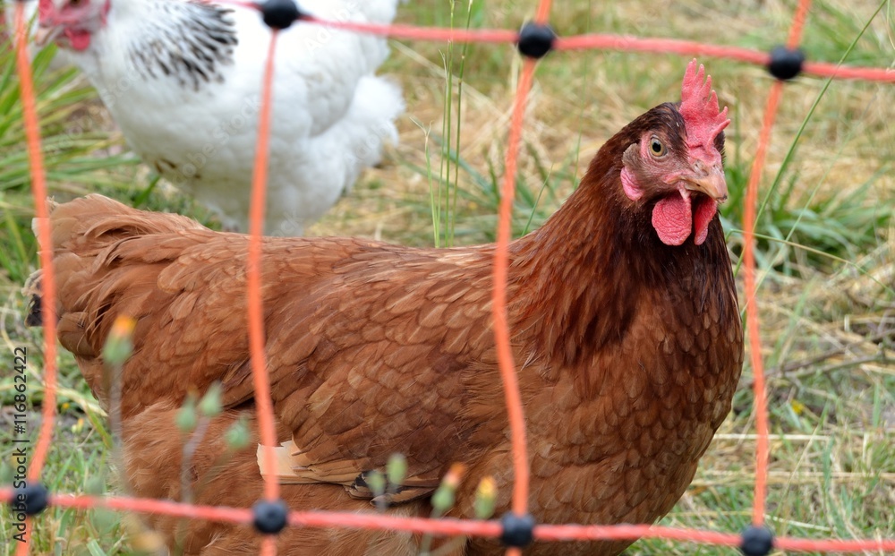 Poule rousse en extérieur Photos | Adobe Stock