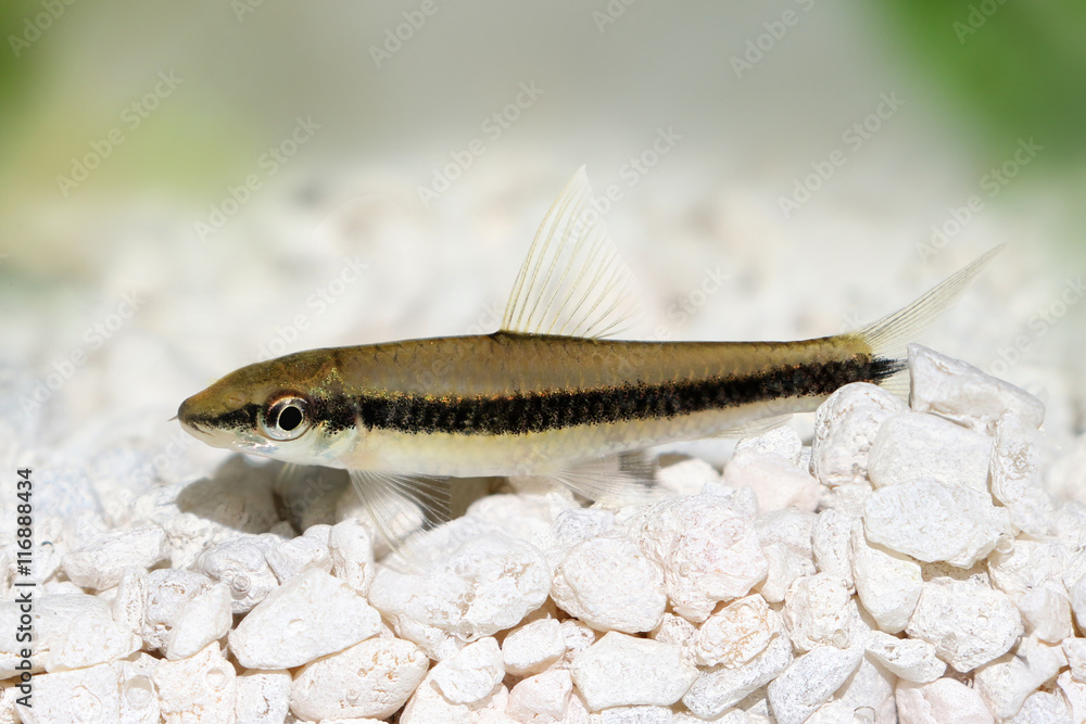 real siamese algae eater catfish Crossocheilus oblongus aquarium fish ...