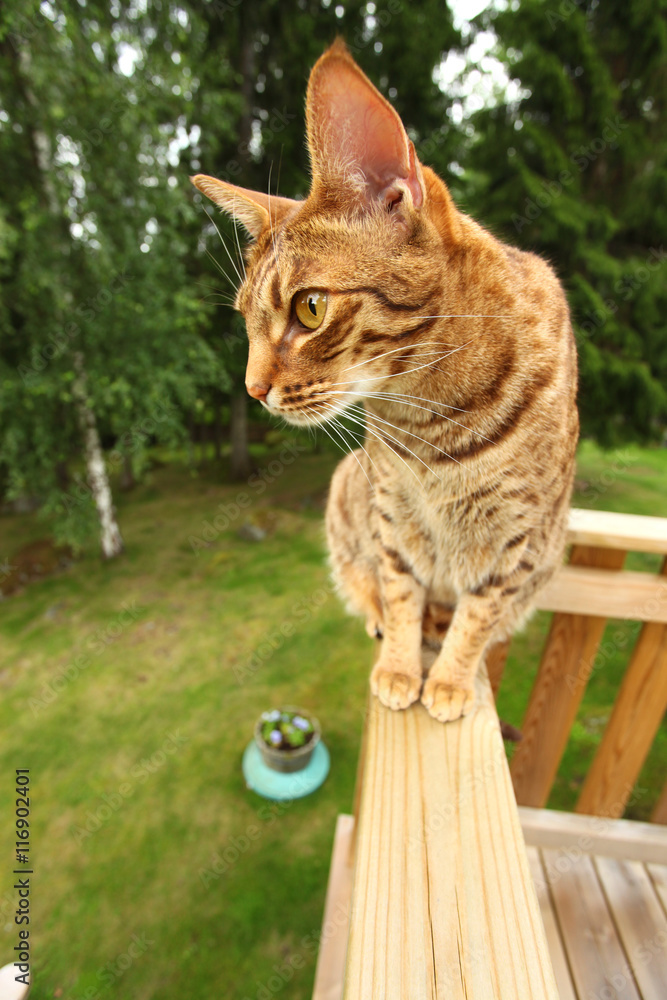 ossie cat Stock Photo | Adobe Stock