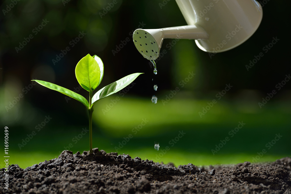 Sprout watered from a watering can on nature background Stock Photo ...