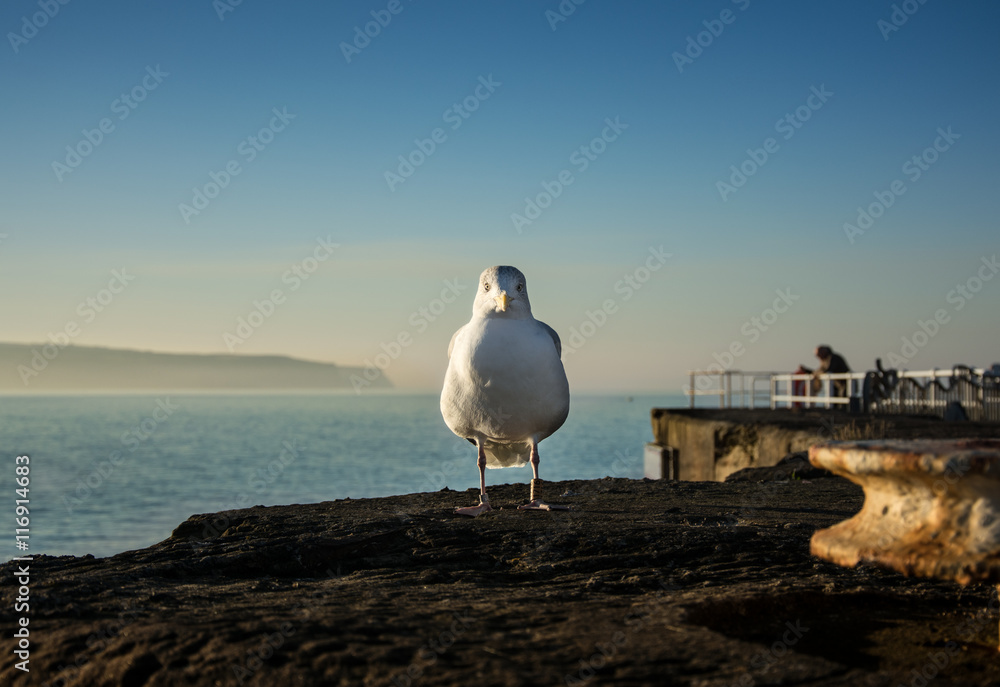 seagull in Whitby in Yorkshire England UK Stock Photo | Adobe Stock
