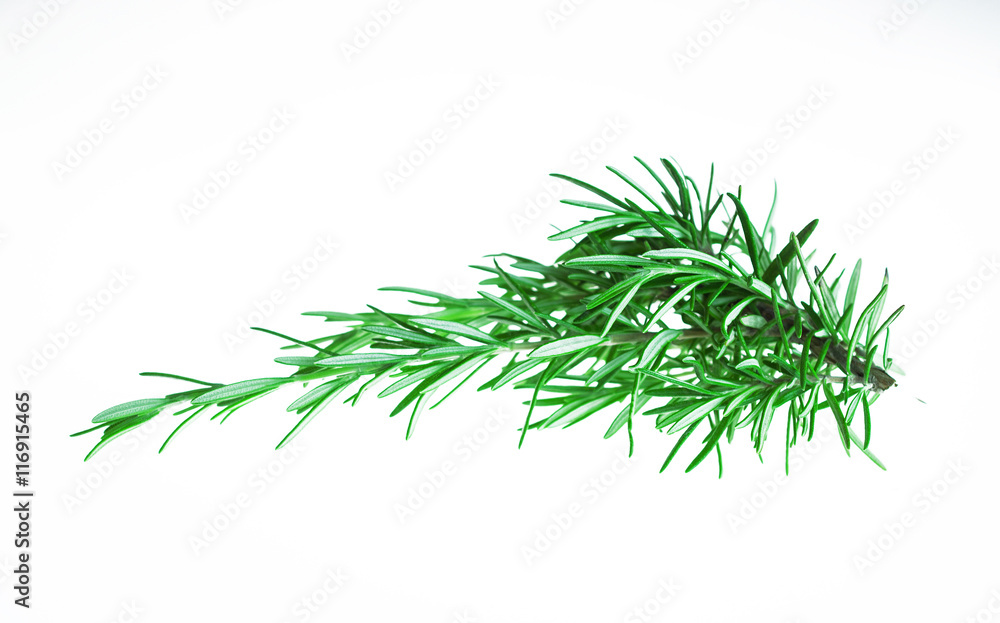 Sprig of rosemary Stock Photo | Adobe Stock