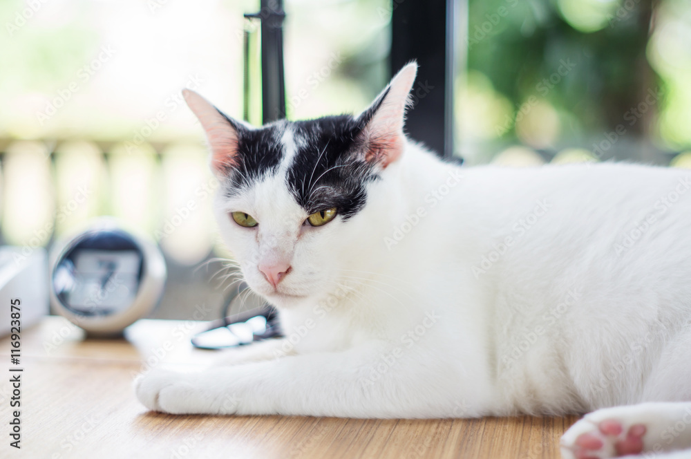 Cute black and white cat, soft focus. Stock Photo | Adobe Stock