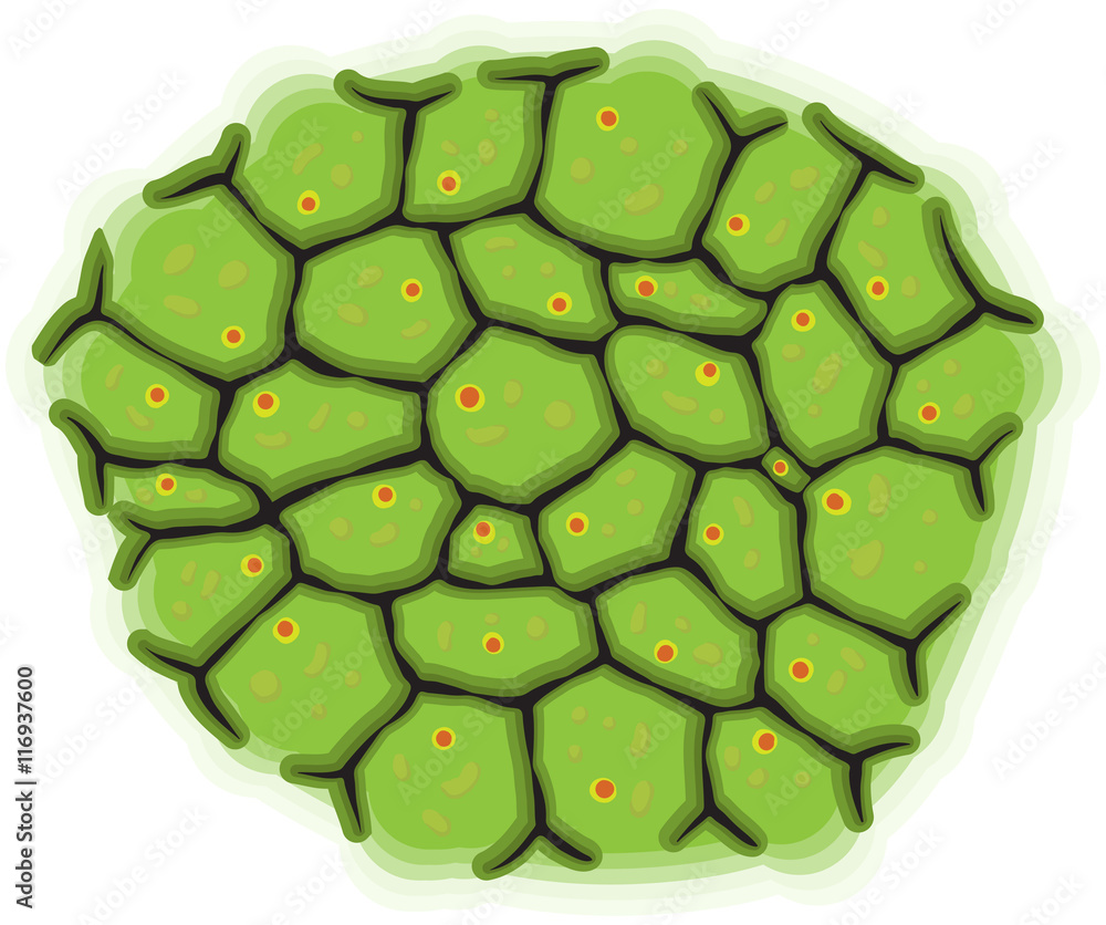 Schematic representation of living cells - vector Stock Vector | Adobe ...