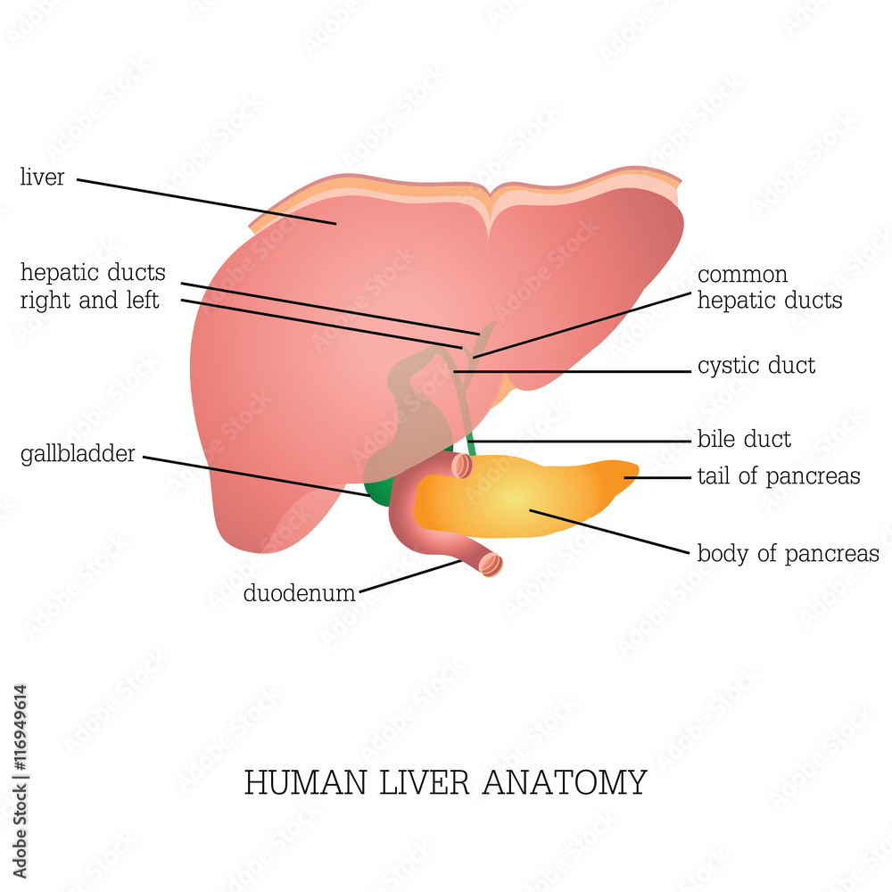 Structure and function of Human Liver Anatomy . Stock Vector | Adobe Stock