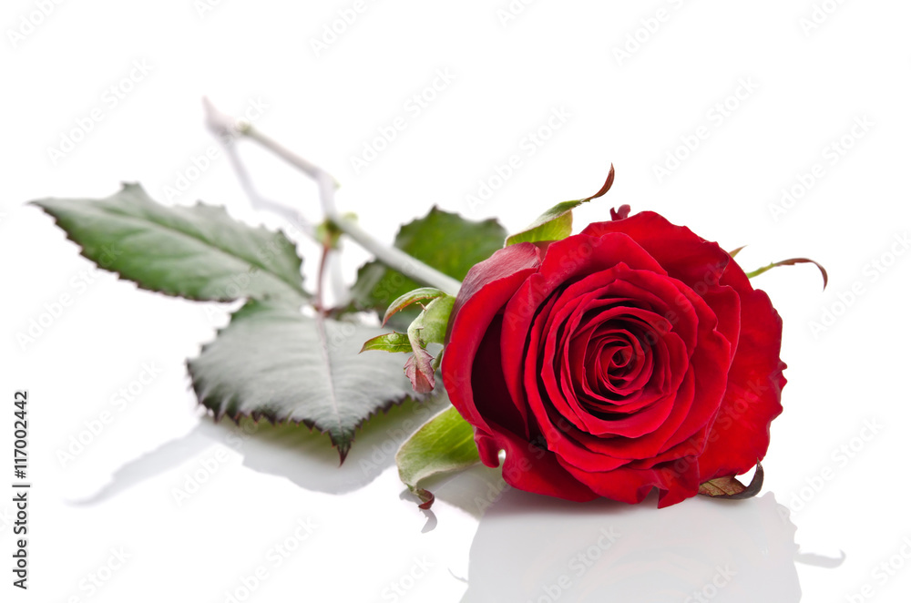 beautiful single red rose lying down on a white background Stock Photo ...