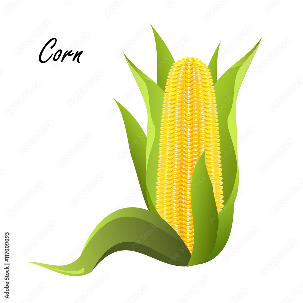 Corn Cob Illustration