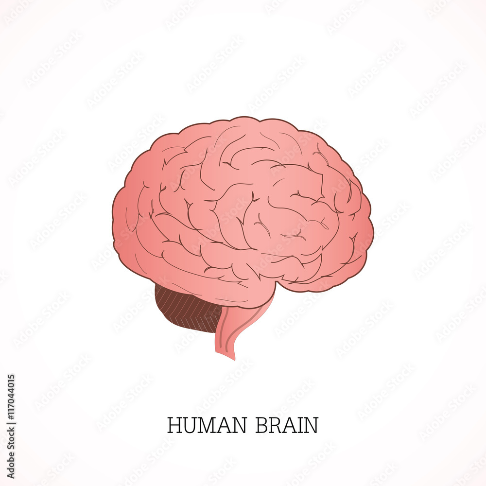Structure of human brain Anatomy system. Stock Vector | Adobe Stock