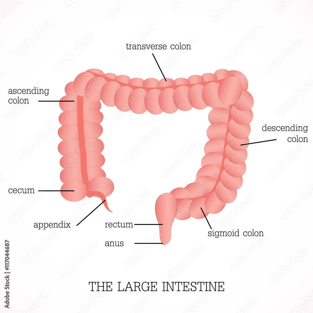 Colon Structure