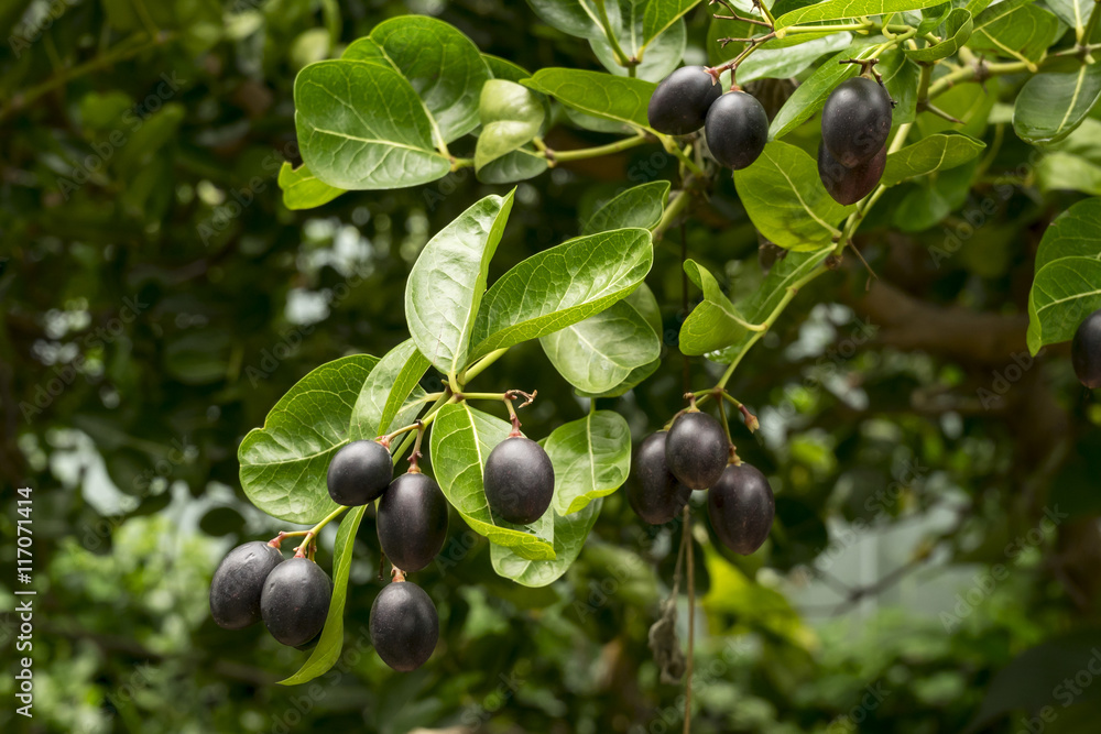 Karonda Fruit Stock Photo | Adobe Stock