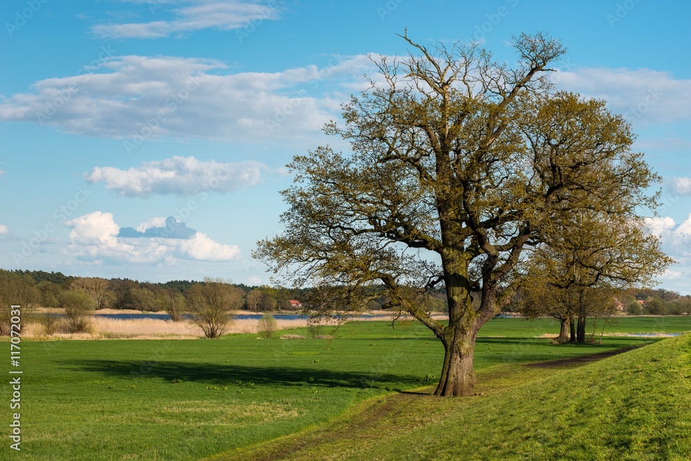 Sommereiche/ Deutsche Eiche/ Stieleiche/ Stiel-Eiche (Quercus robur ...