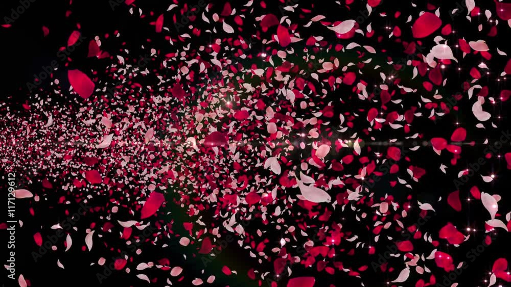 Rose Flower Petals and Lens Flares. Stock Video | Adobe Stock
