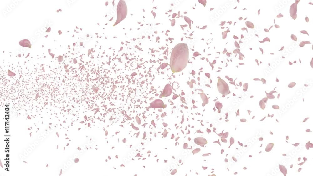Rose Flower Petals and Lens Flares. Stock Video | Adobe Stock