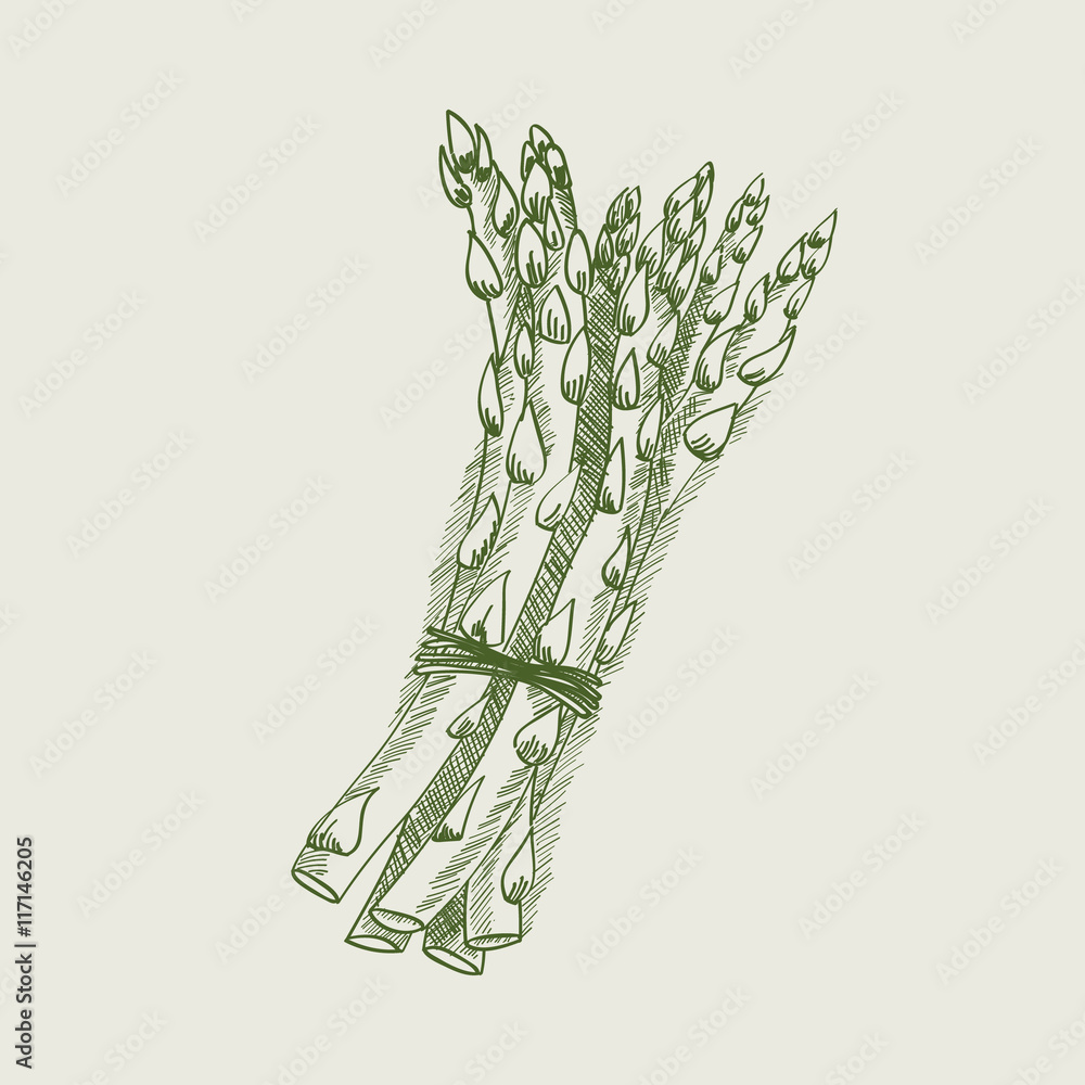 Asparagus Drawing