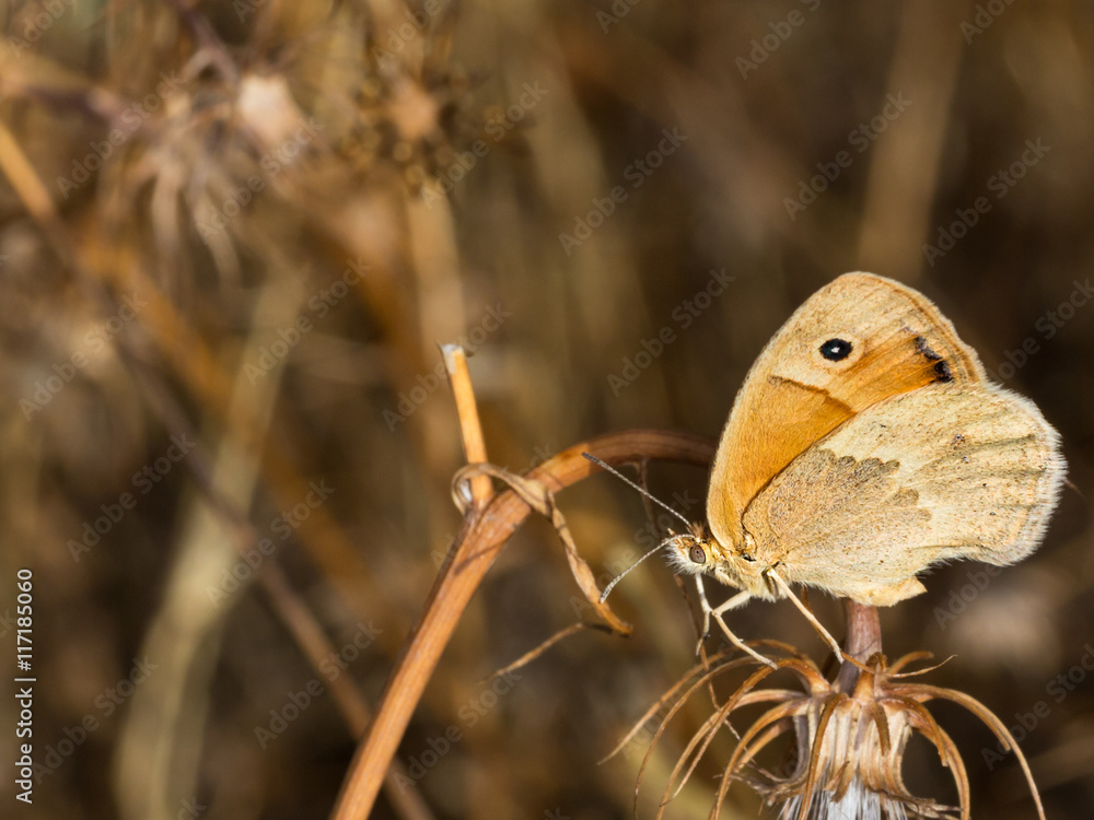 Foto de Butterfly photographed in their natural environment. do Stock ...