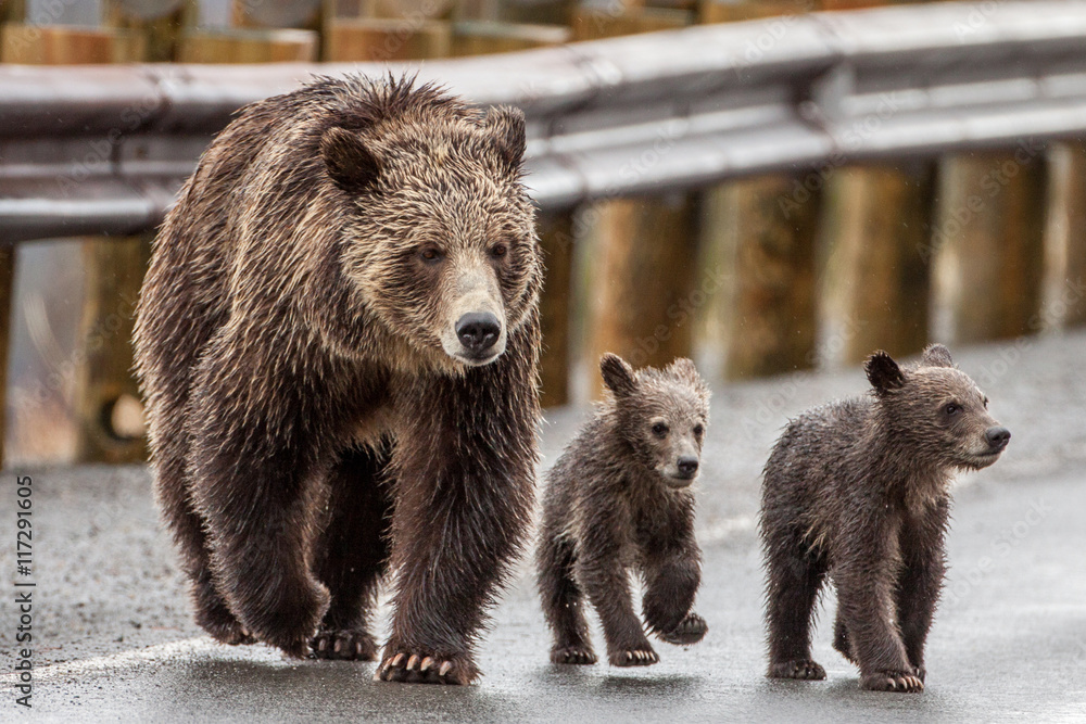 Bears in the Wild Photos | Adobe Stock