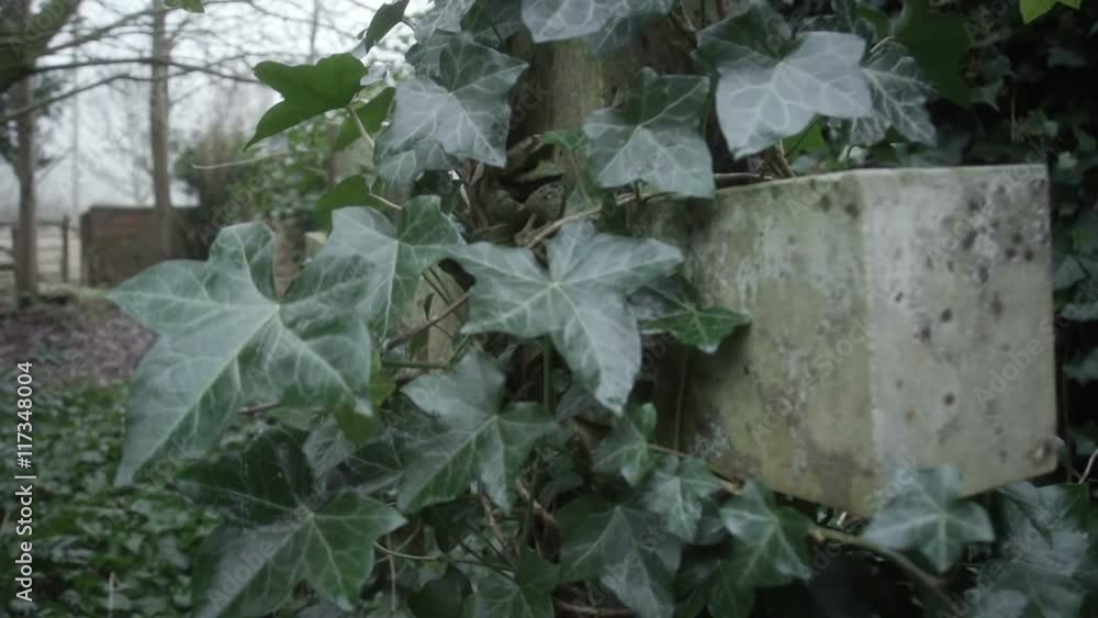 Old forgotten graveyard covered in moss, ivy and weeds. Filmed in an ...