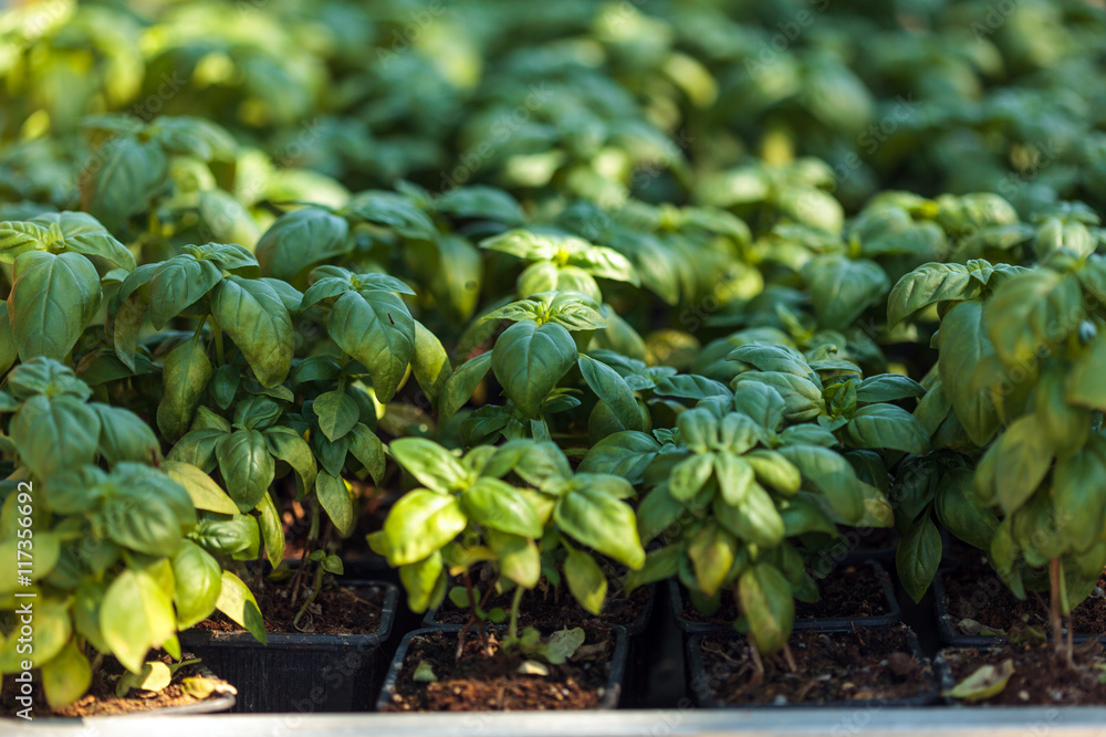 Basil plants in small pots Stock Photo | Adobe Stock