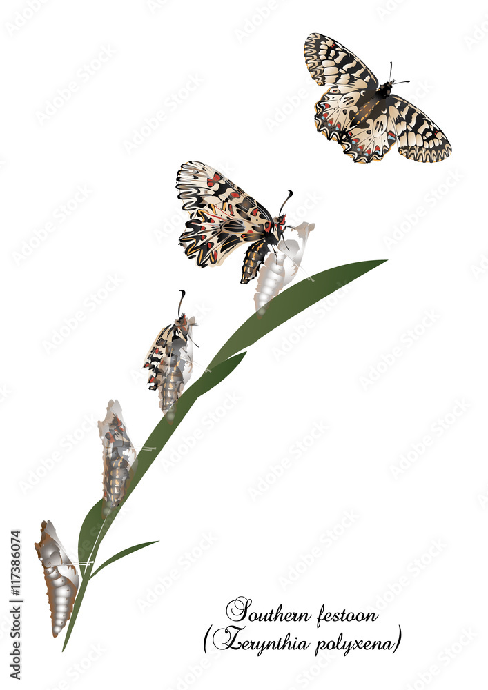 Life cycle of southern festoon butterfly Stock Vector | Adobe Stock