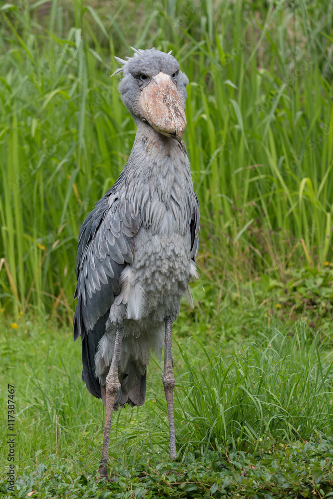 Shoebill Stock Photo | Adobe Stock