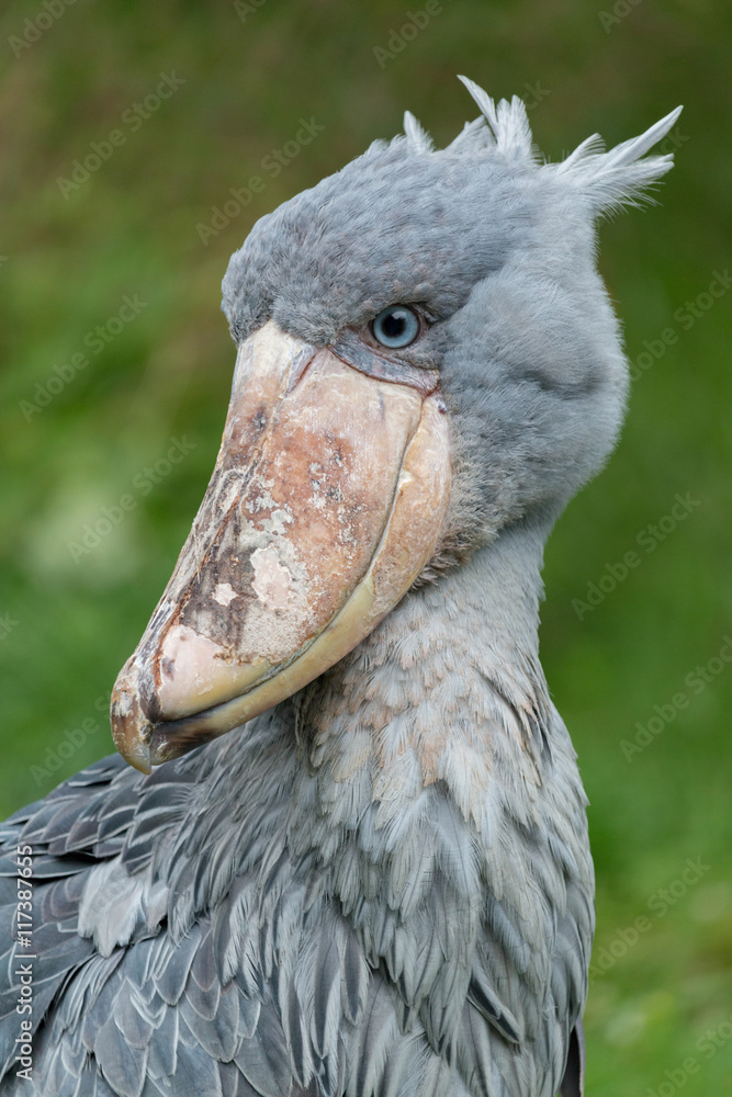 Shoebill Stock Photo | Adobe Stock