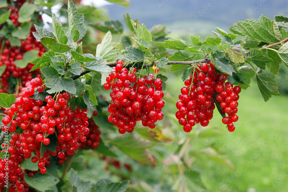 Rote Johannisbeeren Stock-Foto | Adobe Stock