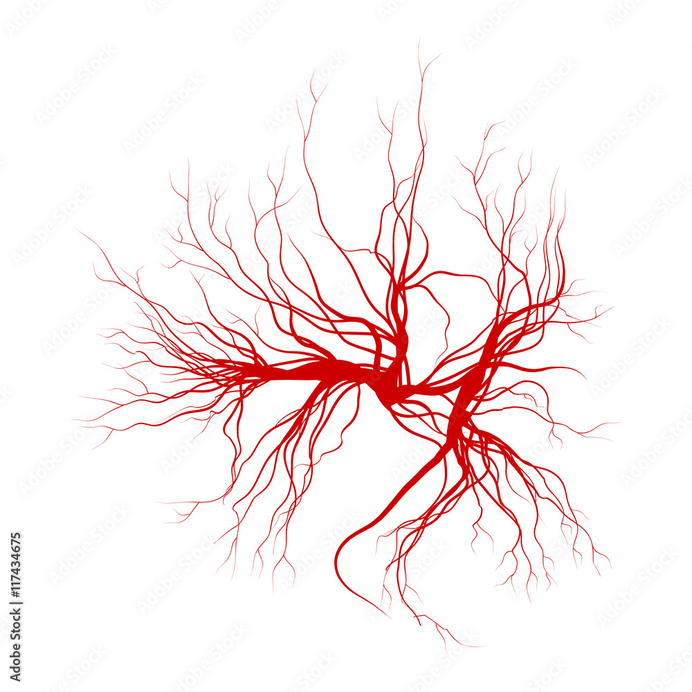 human veins, red blood vessels design. Vector illustration isolated on ...