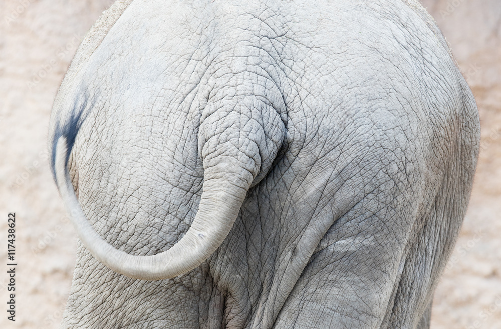 Skin and tail of African elephant Stock Photo | Adobe Stock